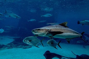 The 8 Most Important Types of Tuna to Know: Location, Taste, and Cost ...
